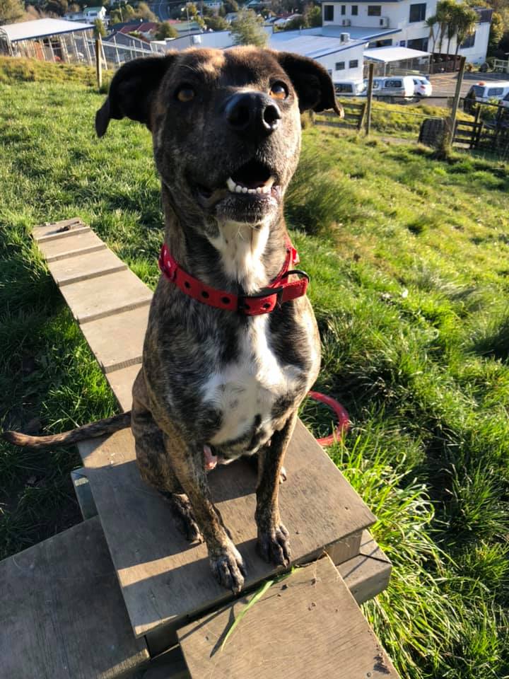 Some of the lovely adult dogs we currently have available for adoption ...